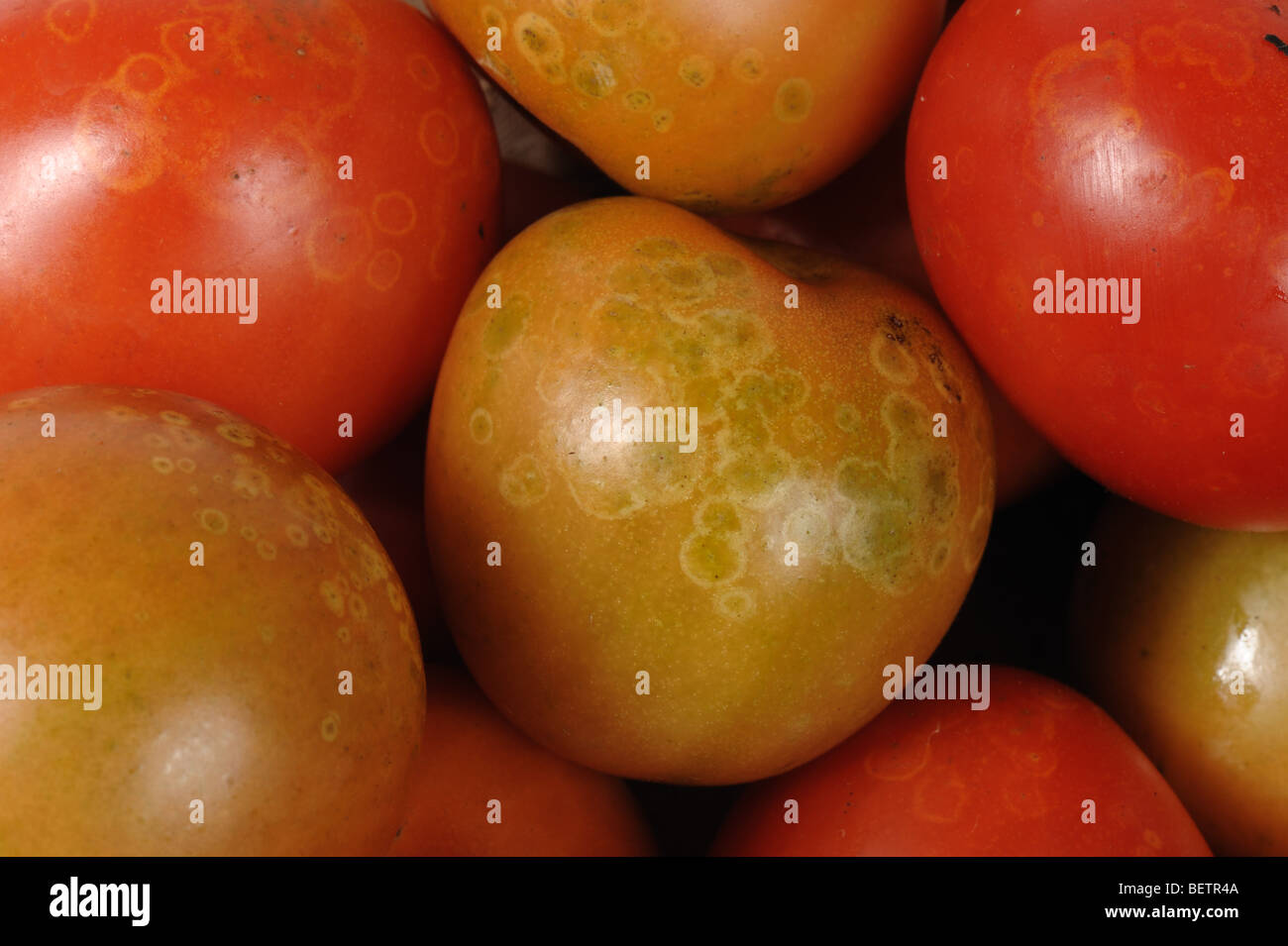 Ghost spot (Botrytis cinerea) ou la pourriture grise sur les tomates ...