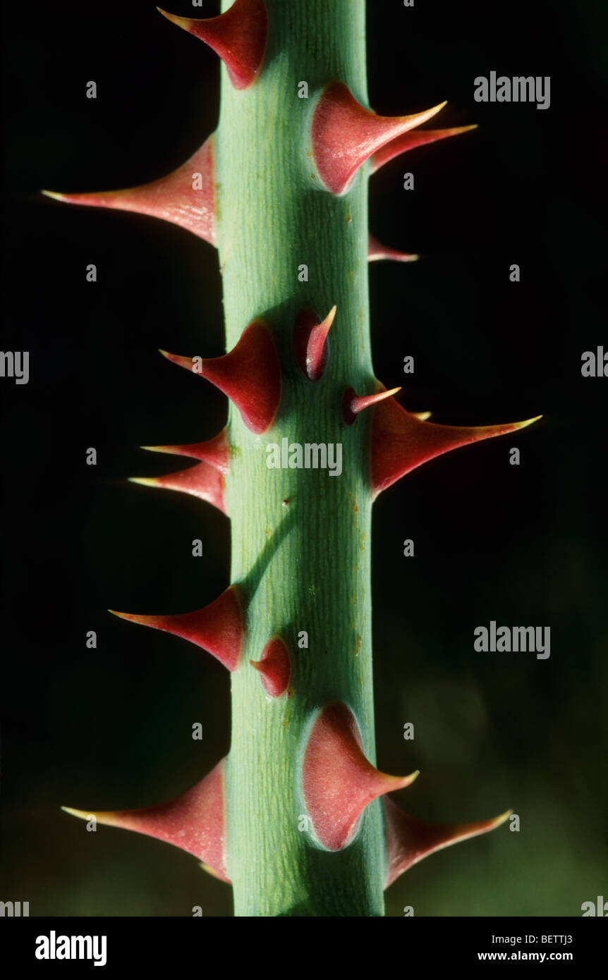 épines de roses Banque de photographies et d’images à haute résolution ...