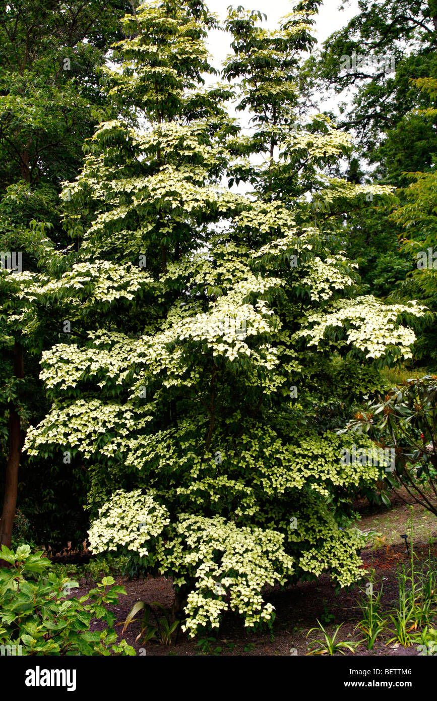 Cornus kousa Banque de photographies et d’images à haute résolution - Alamy