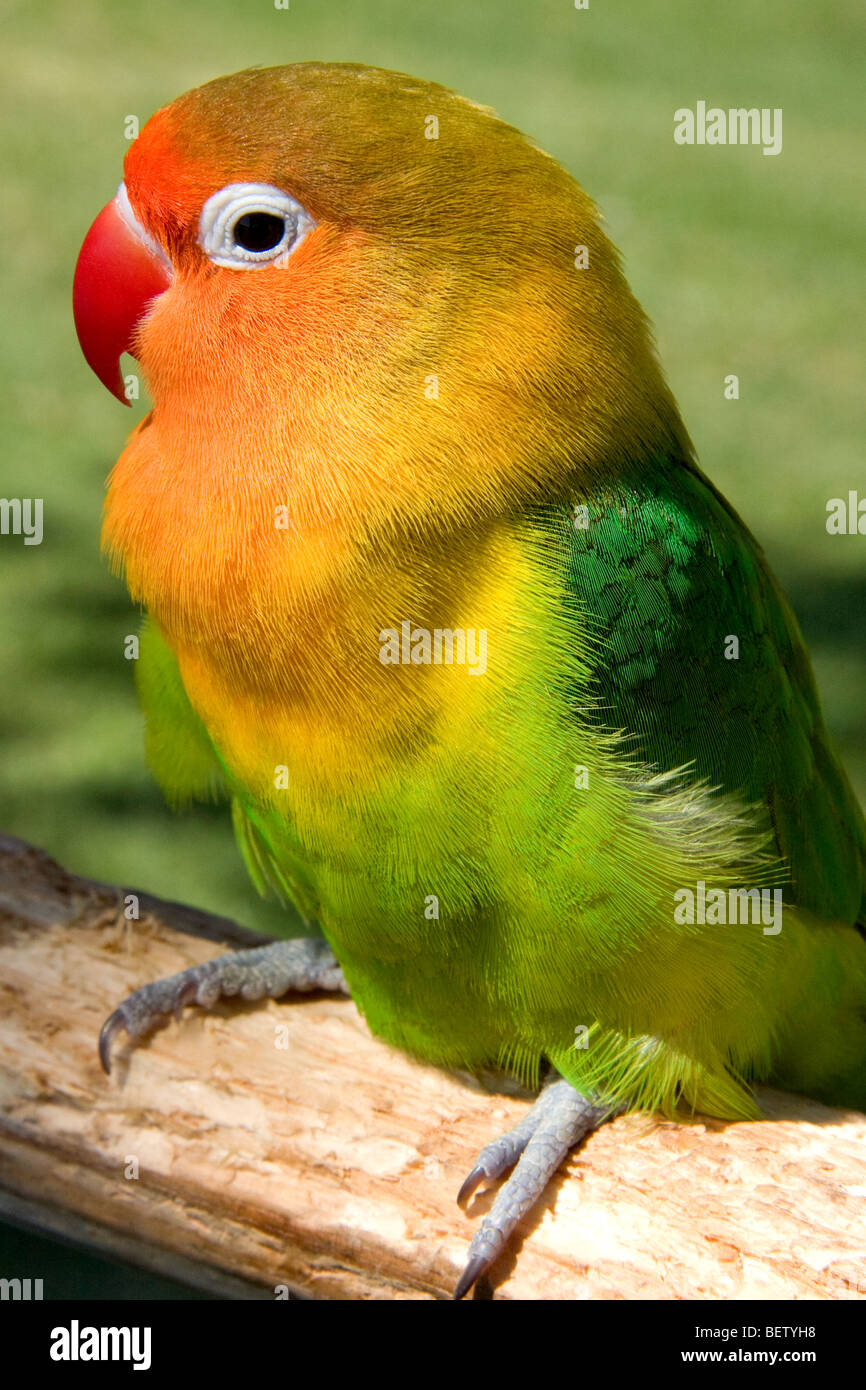 Perroquet soleil conure Banque de photographies et d’images à haute ...