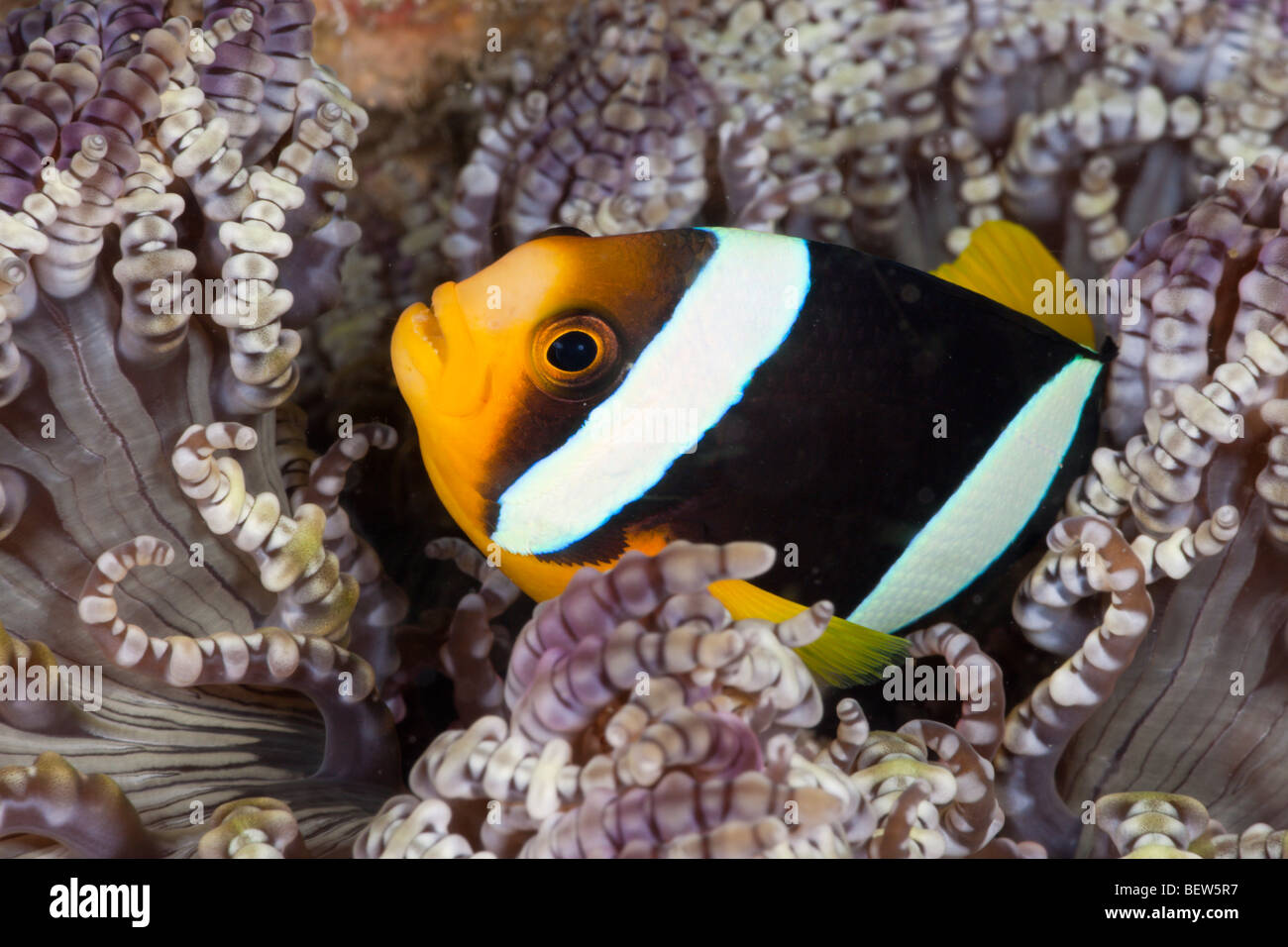 Poisson Clown Amphiprion clarkii, Clarks, House Reef Ellaidhoo, North ...
