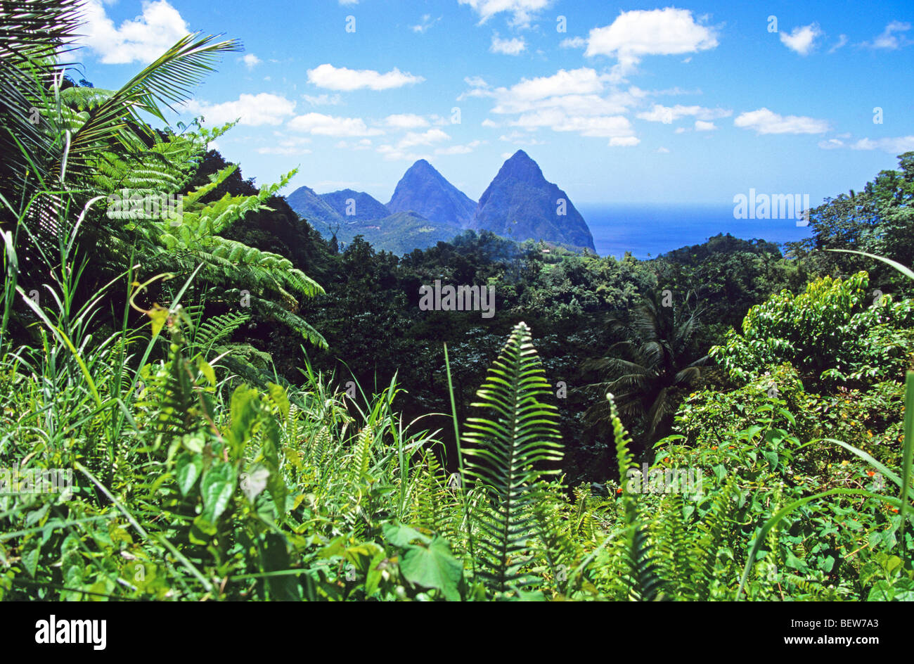 Foresta pluviale di soufriere Banque de photographies et d’images à ...