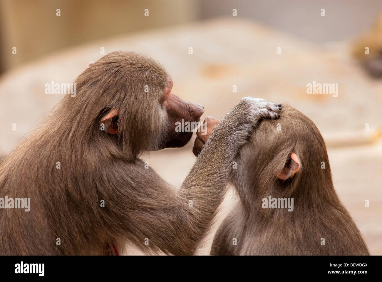 L'accouplement des singes Banque de photographies et d’images à haute ...