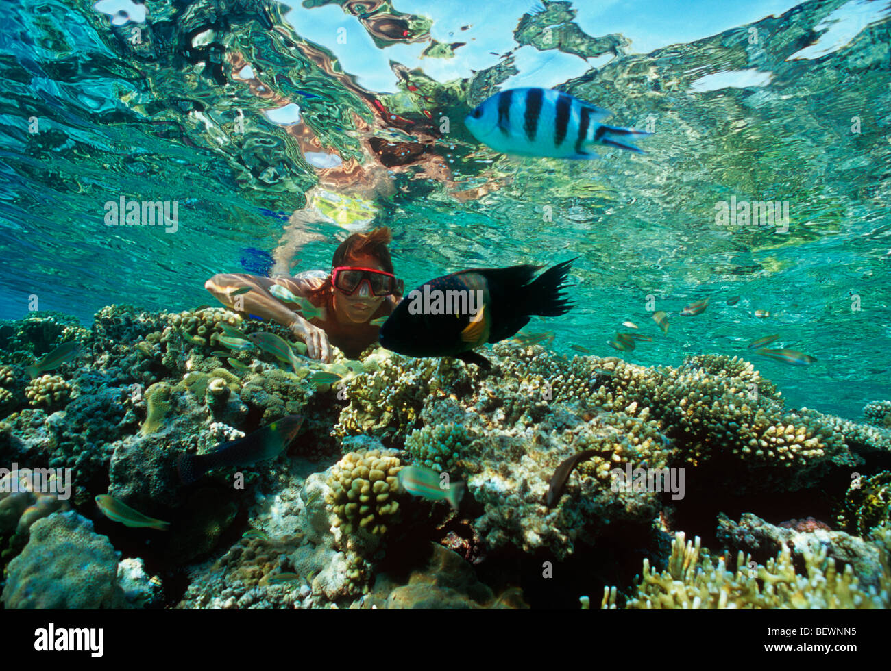 Free diver observe Broomtail Wrasse et sergent-major. Sinaï, Egypte ...