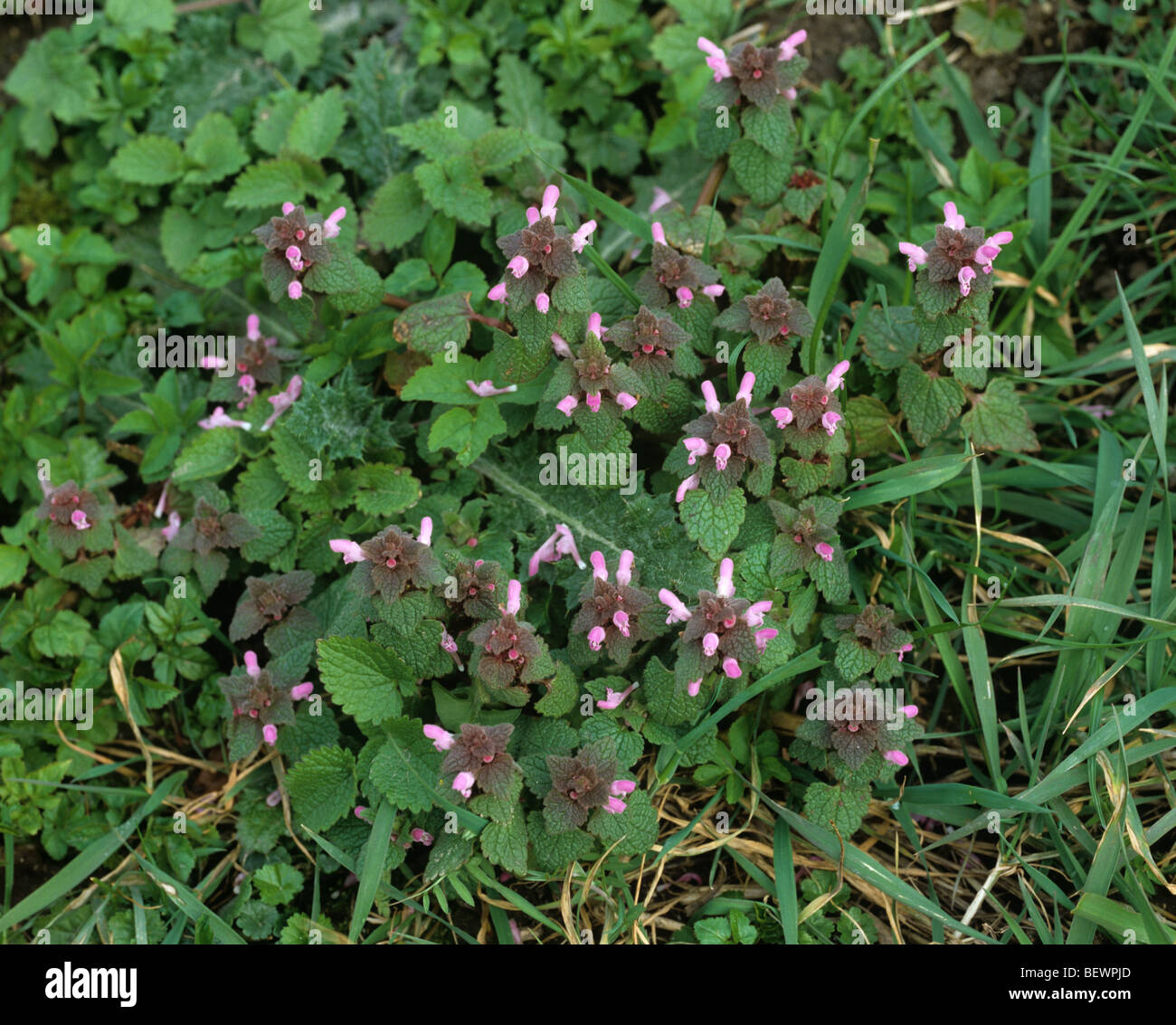 Lamium album fleurs Banque de photographies et d’images à haute ...