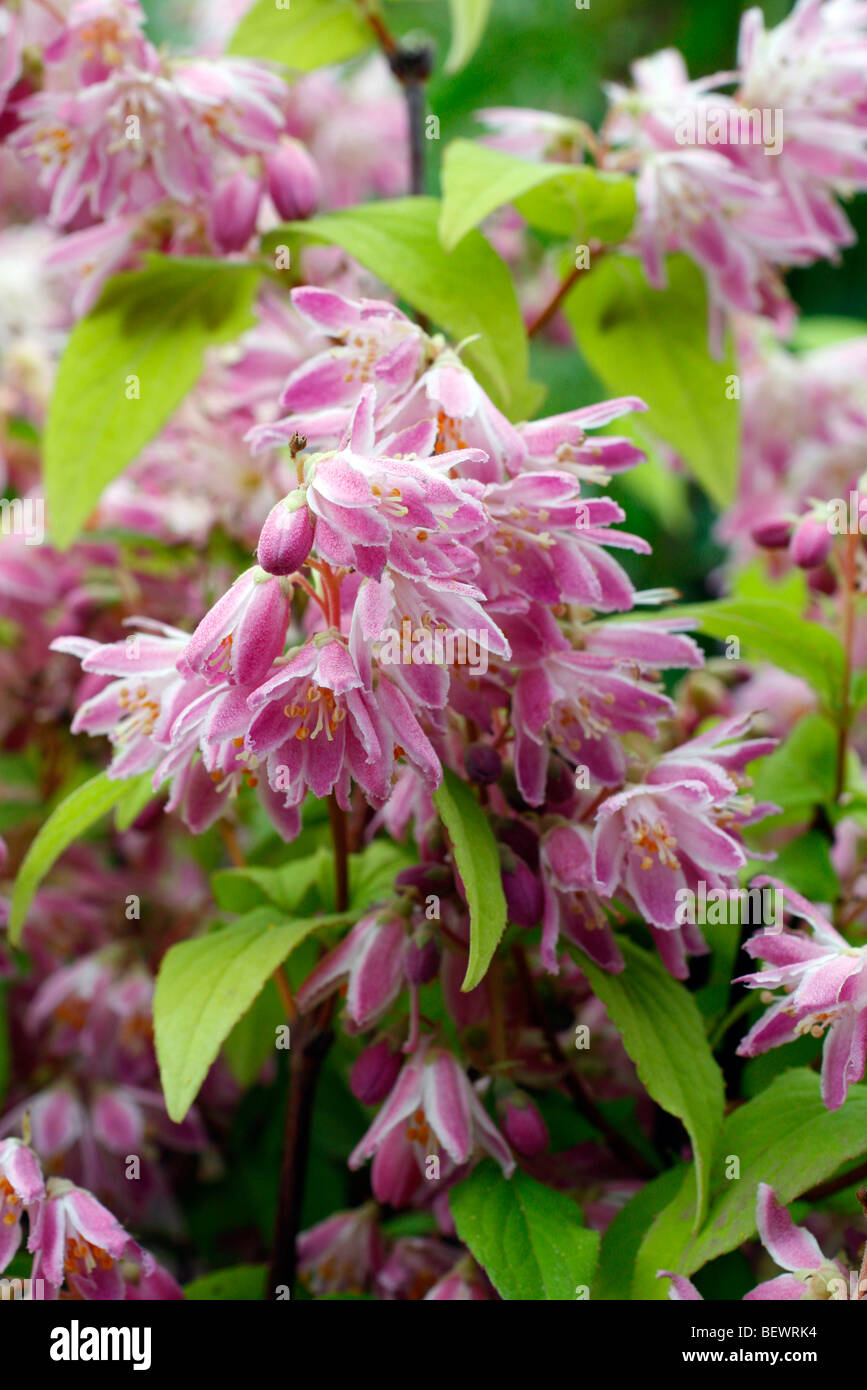 Deutzia x hybrida 'Magicien' Photo Stock - Alamy
