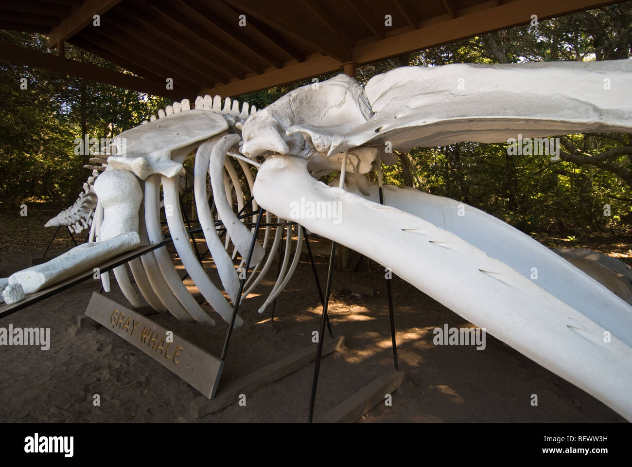 Skeleton of gray whale Banque de photographies et d’images à haute ...