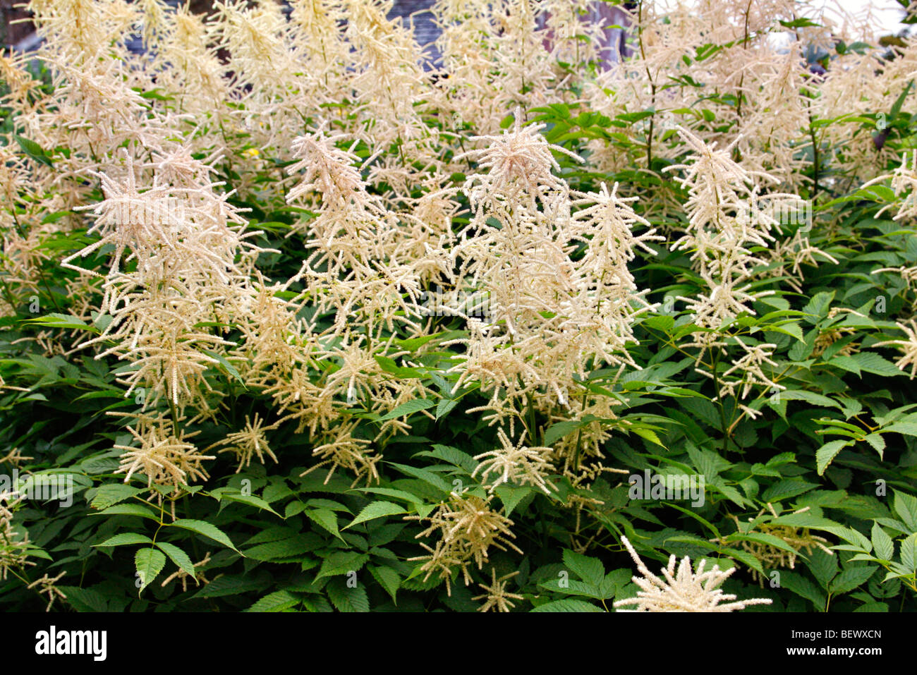 Aruncus dioicus garden Banque de photographies et d’images à haute ...