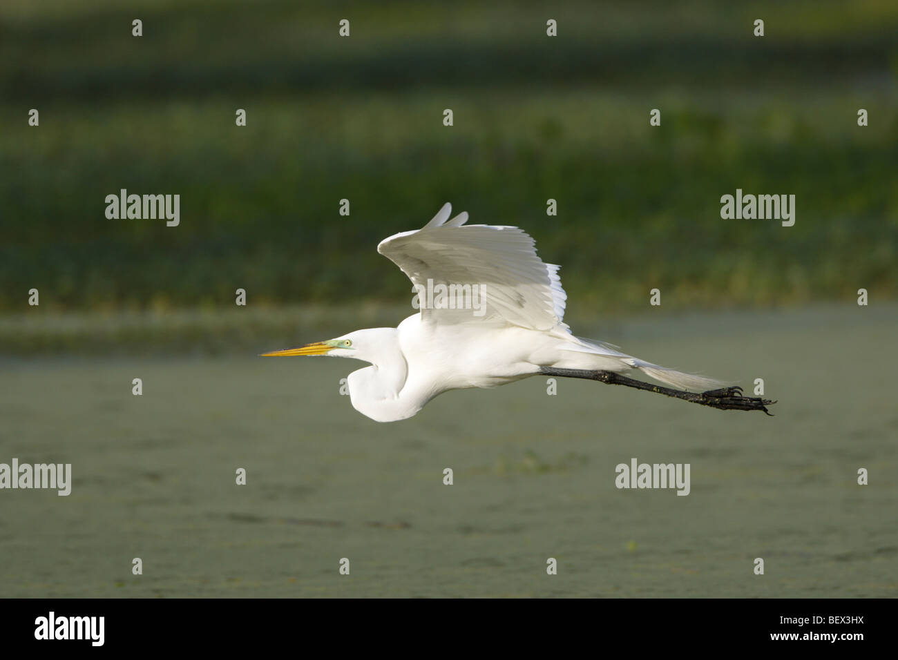Aigrette oiseau aigrette oiseaux Banque de photographies et d’images à ...