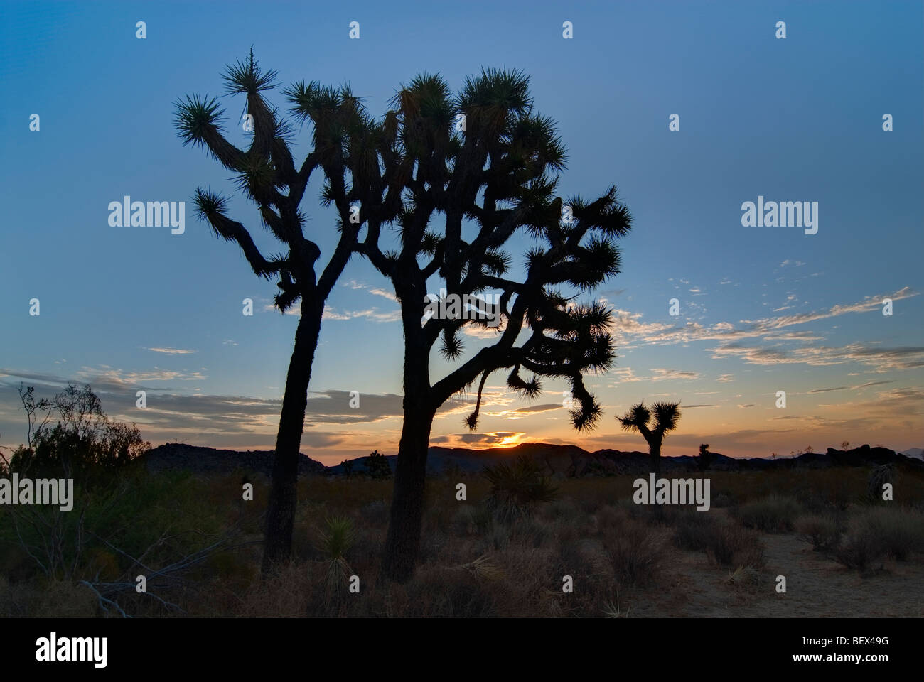 Parc national de josua tree Banque de photographies et d’images à haute ...