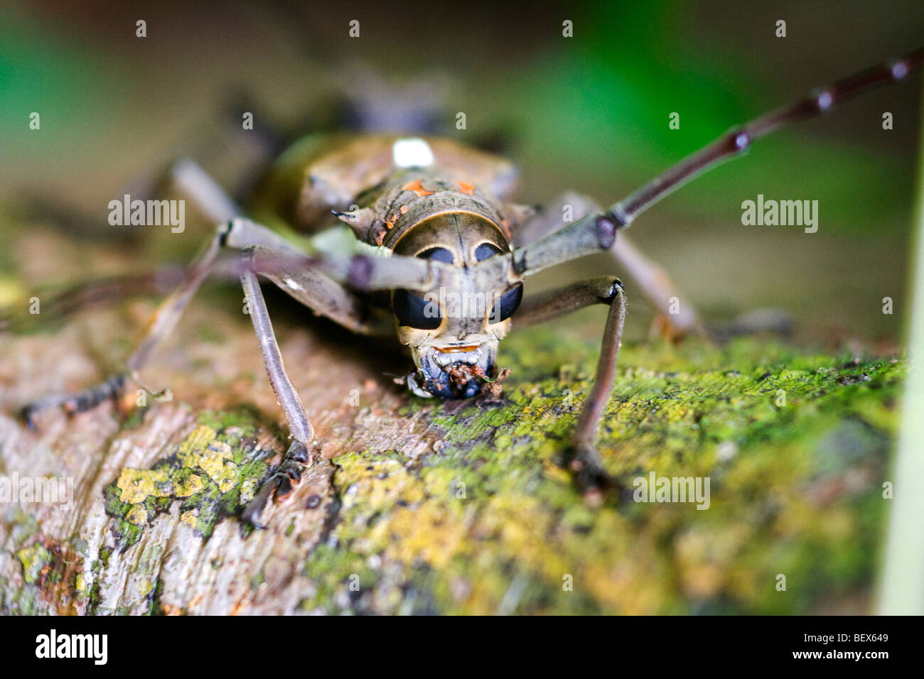 Batocera rubus Banque de photographies et d’images à haute résolution ...