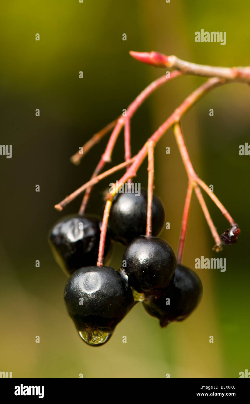 Feuille rouge rose violet aronia chute Banque de photographies et d ...