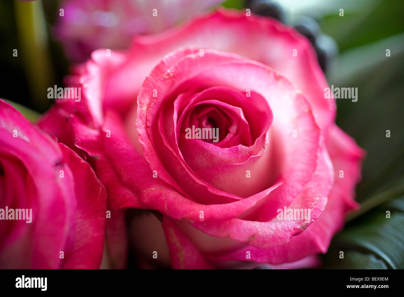 Rosengew chs Banque de photographies et d’images à haute résolution - Alamy