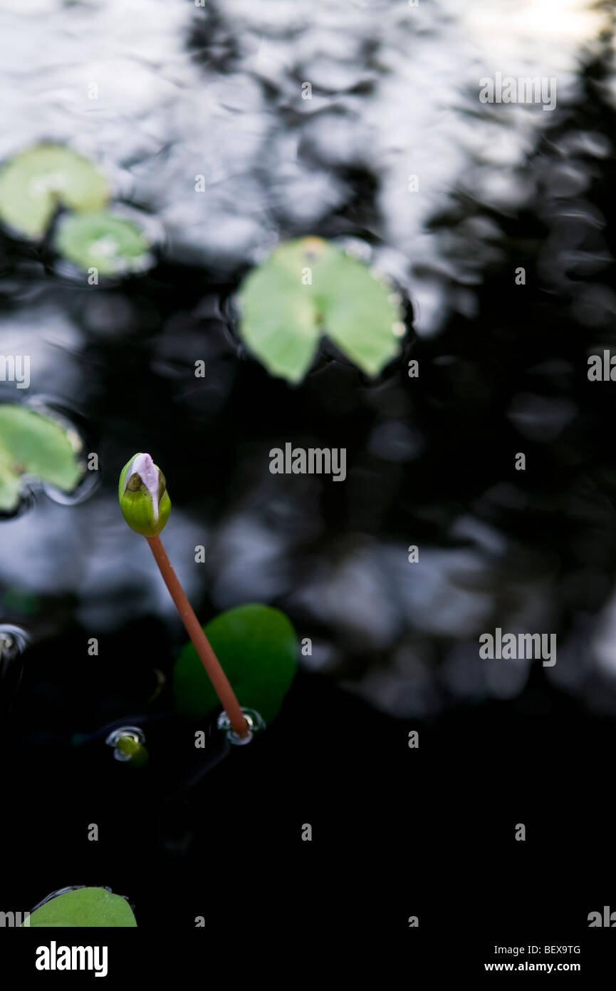 Fleur de Lotus pousse dans la piscine Photo Stock - Alamy