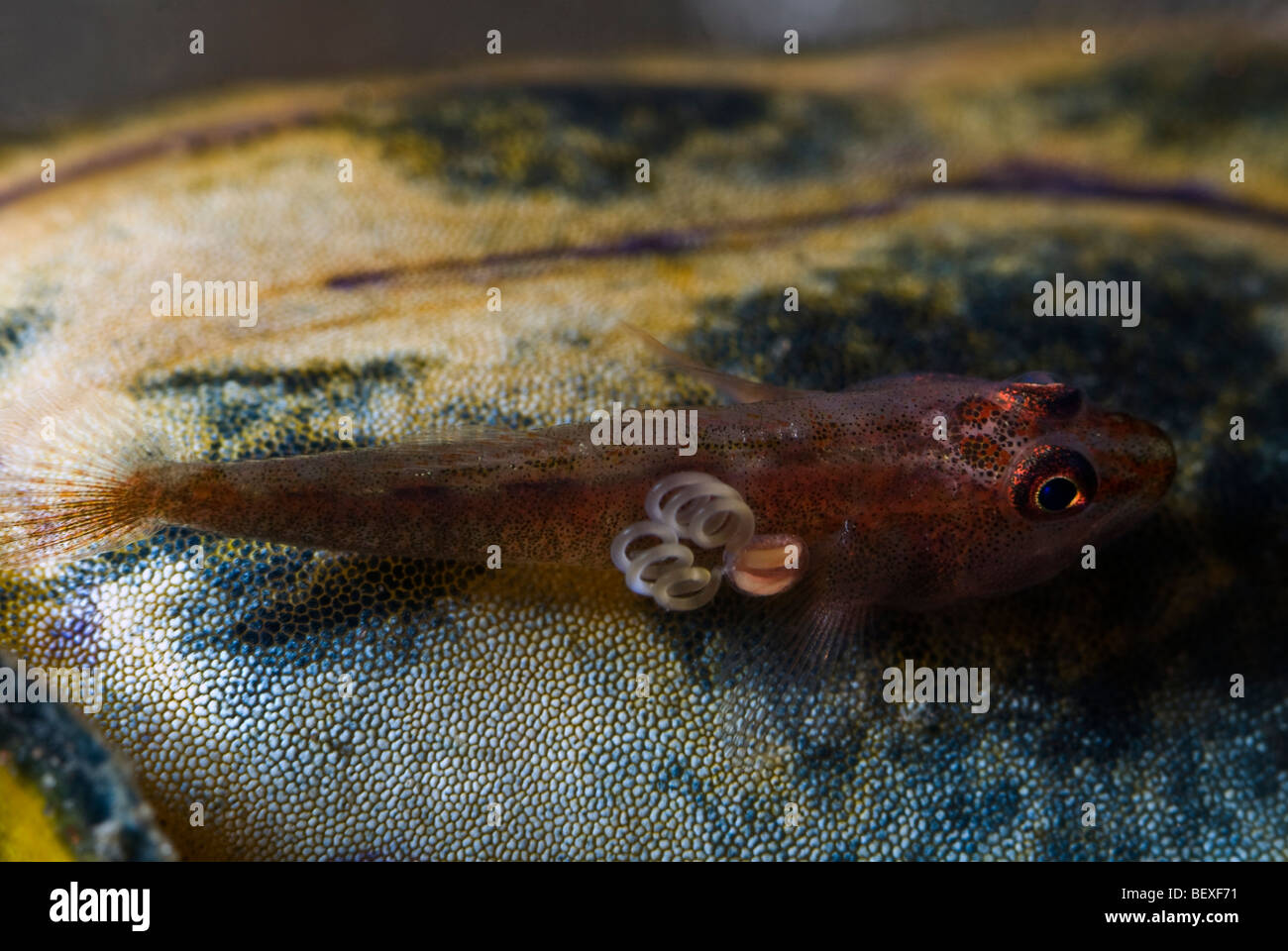 Parasite des poissons marins Banque de photographies et d’images à ...