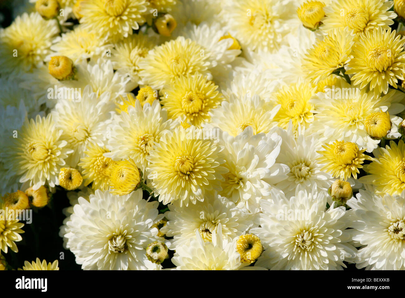 Chrysanthemum multiflora Banque de photographies et d’images à haute ...