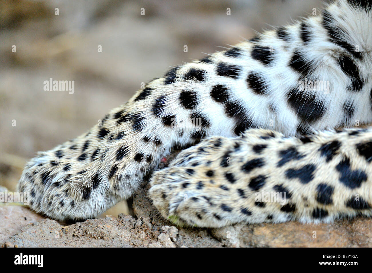 Des taches sur les pattes d'un léopard Photo Stock - Alamy