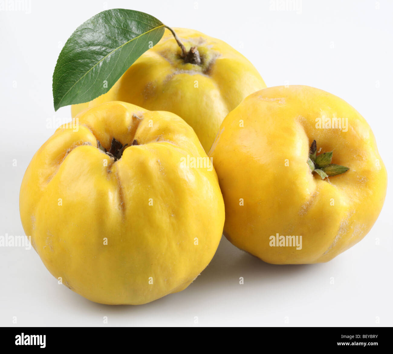 Pomme coing Banque de photographies et d’images à haute résolution - Alamy