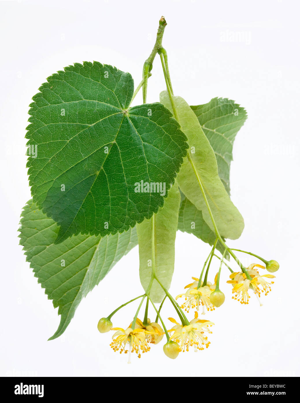 Fruits De Tilleul Banque d'image et photos - Alamy