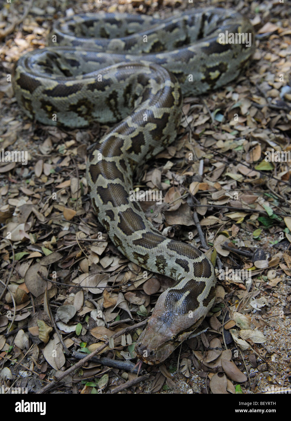 Python asiatique Banque de photographies et d’images à haute résolution ...