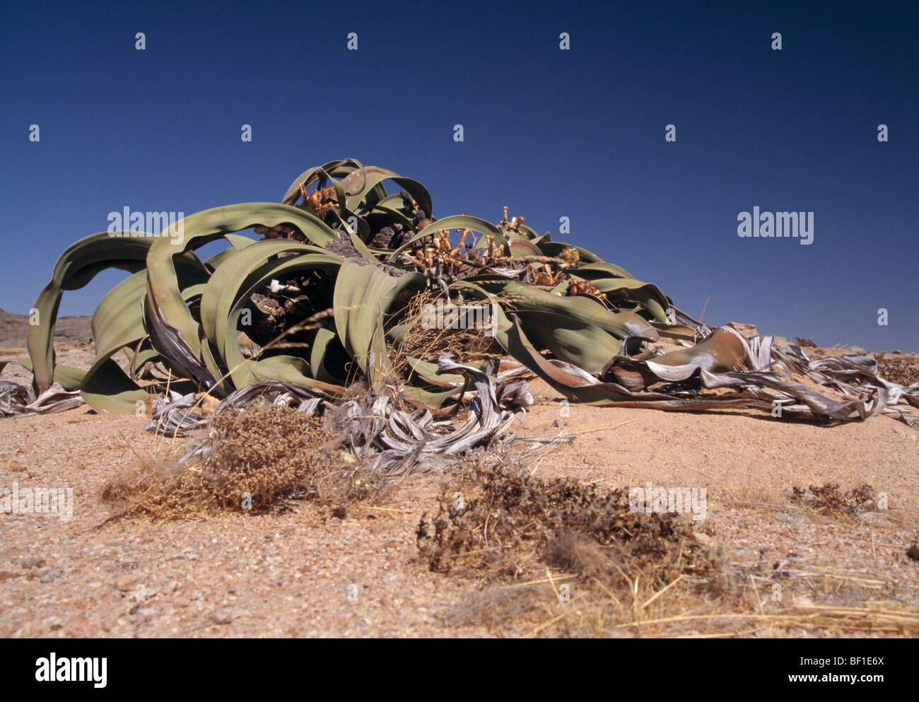 Welwitschia mirabilis Banque de photographies et d’images à haute ...