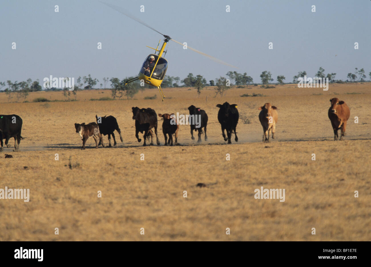 Rassemblement bétail avec hélicoptère, Cattle station ranch, outback ...