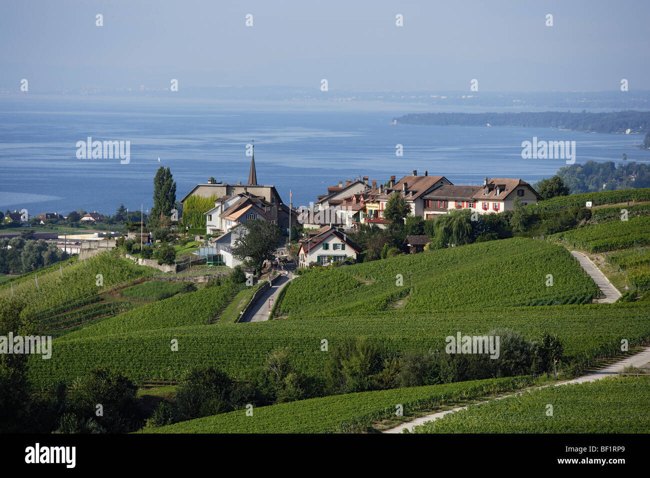 Vue sur vignes et Bougy-Villars au lac Léman, la Côte, Canton de Vaud ...