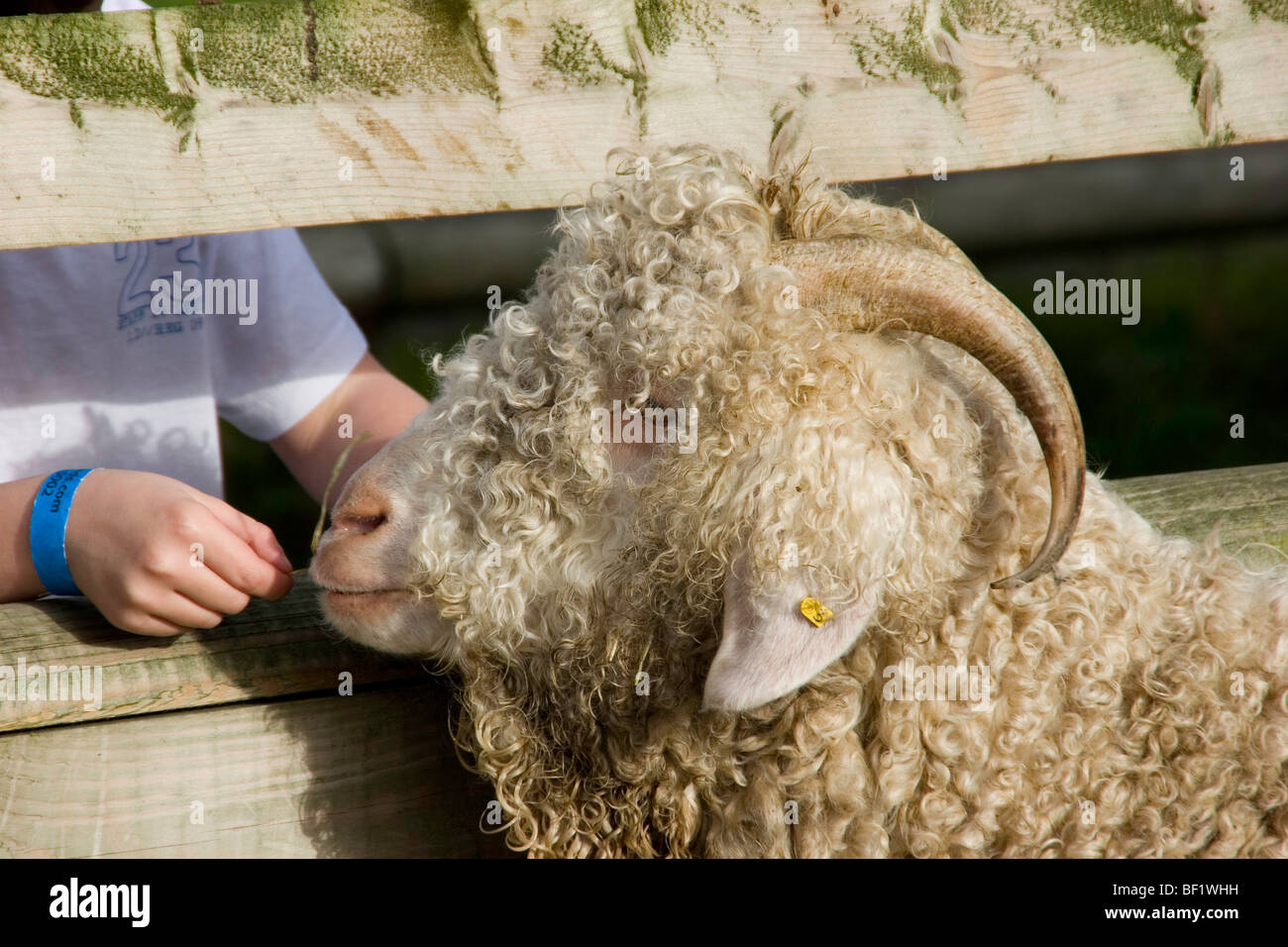 Angora goat fleece Banque de photographies et d’images à haute ...