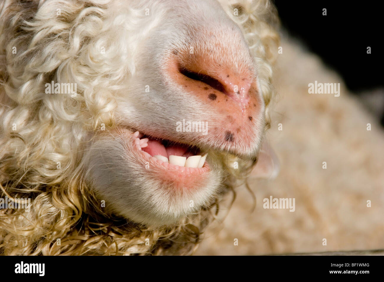 Angora goat Banque de photographies et d’images à haute résolution - Alamy