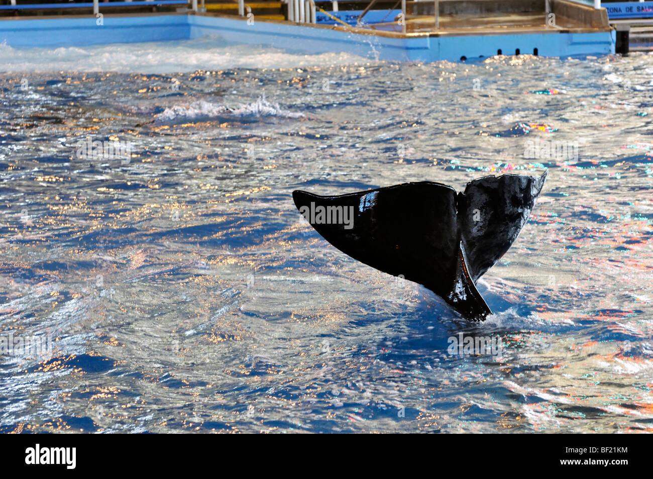 Queue de baleine orque Banque de photographies et d’images à haute ...