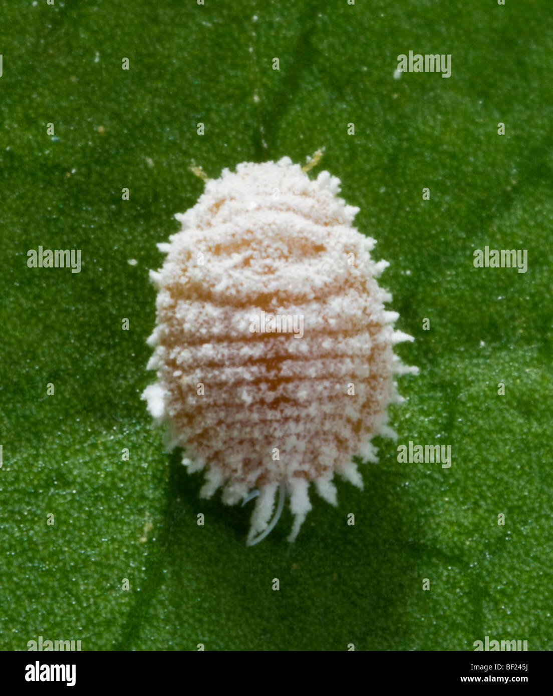 Agriculture - Cochenille de la vigne femelle adulte (Planococcus ficus ...
