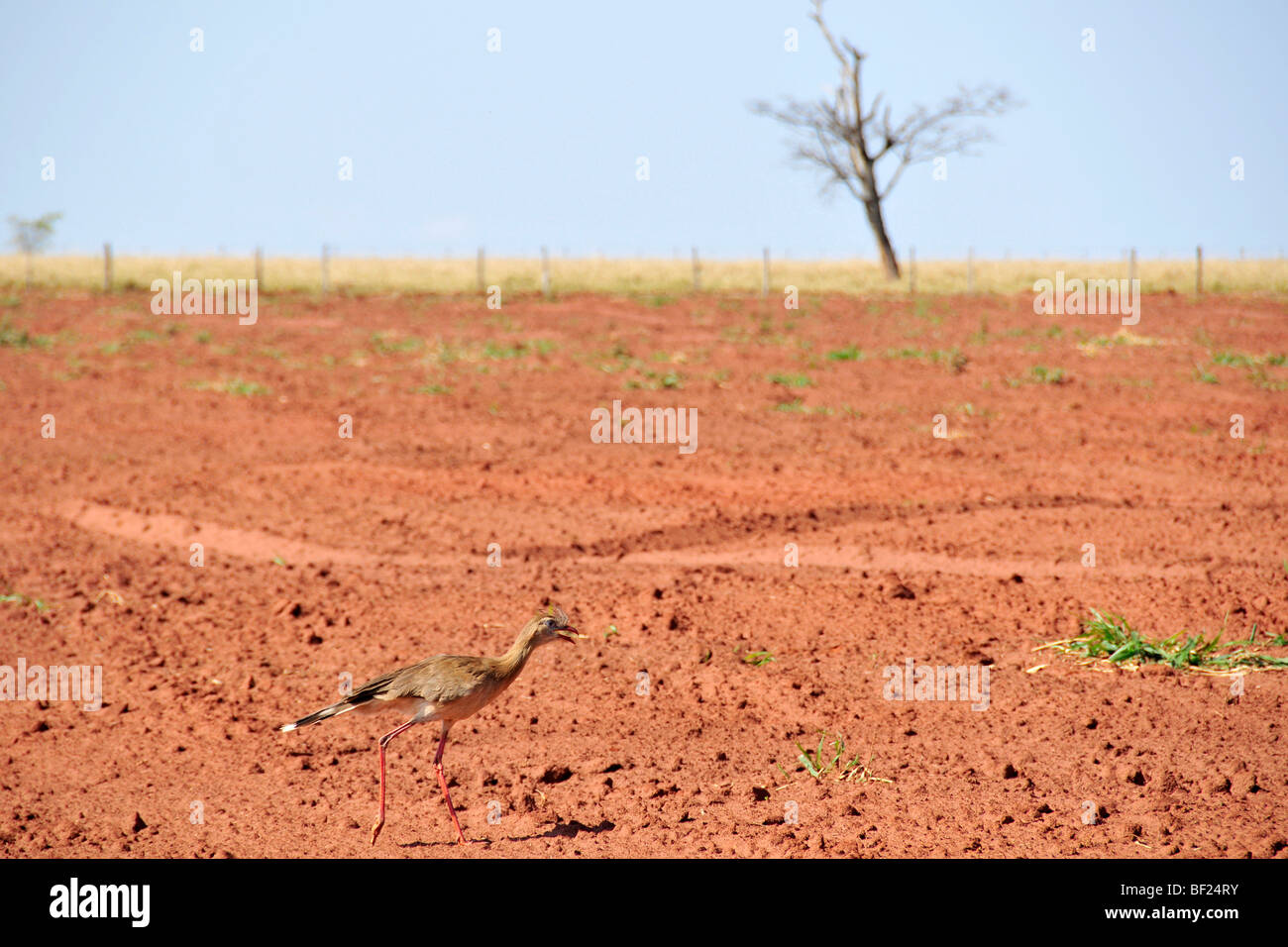 Oiseau pattes rouges Banque de photographies et d’images à haute ...