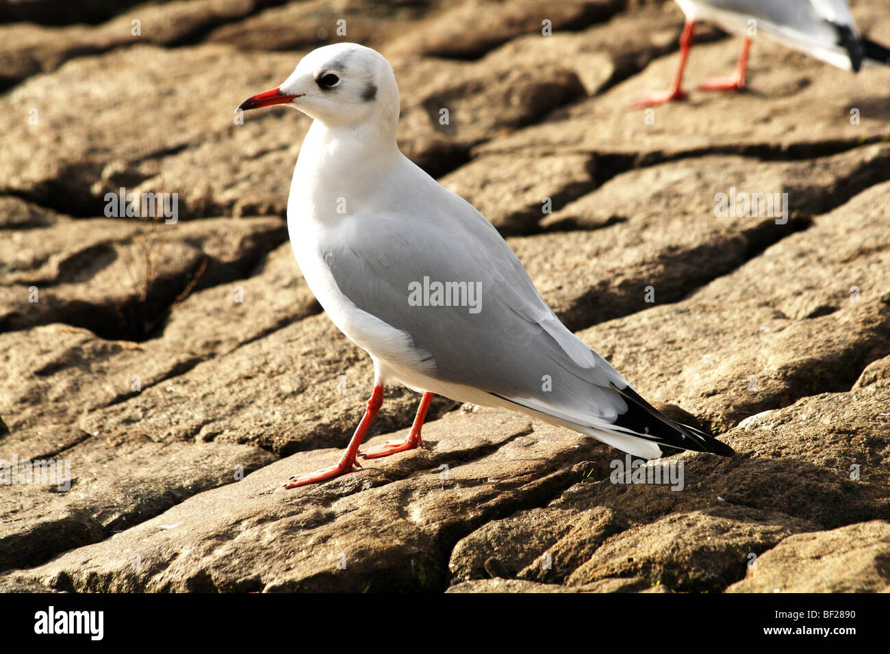 Famille des laridés Banque de photographies et d’images à haute ...