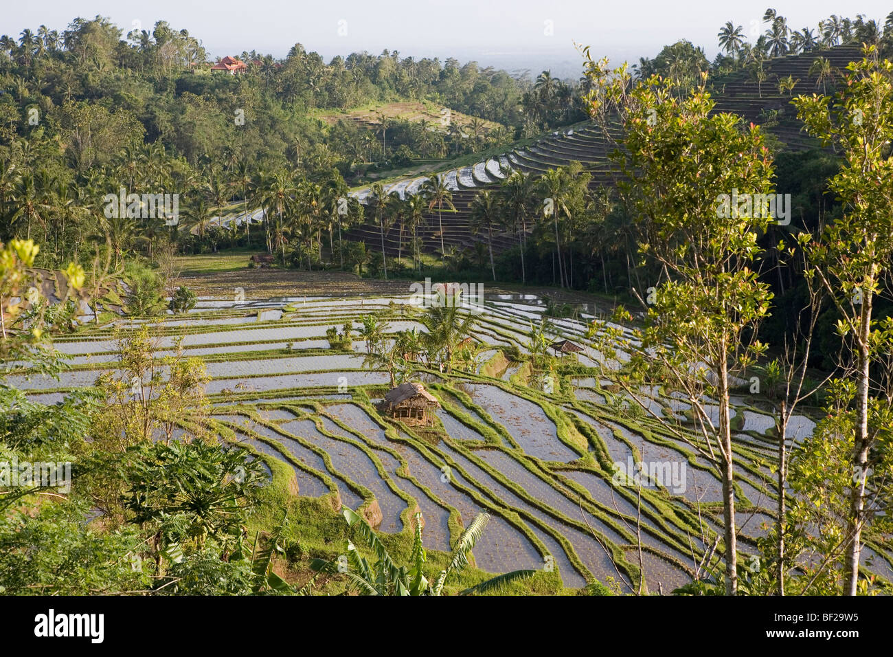 À voir les champs de riz, les rizières en terrasses, Bali, Indonésie ...