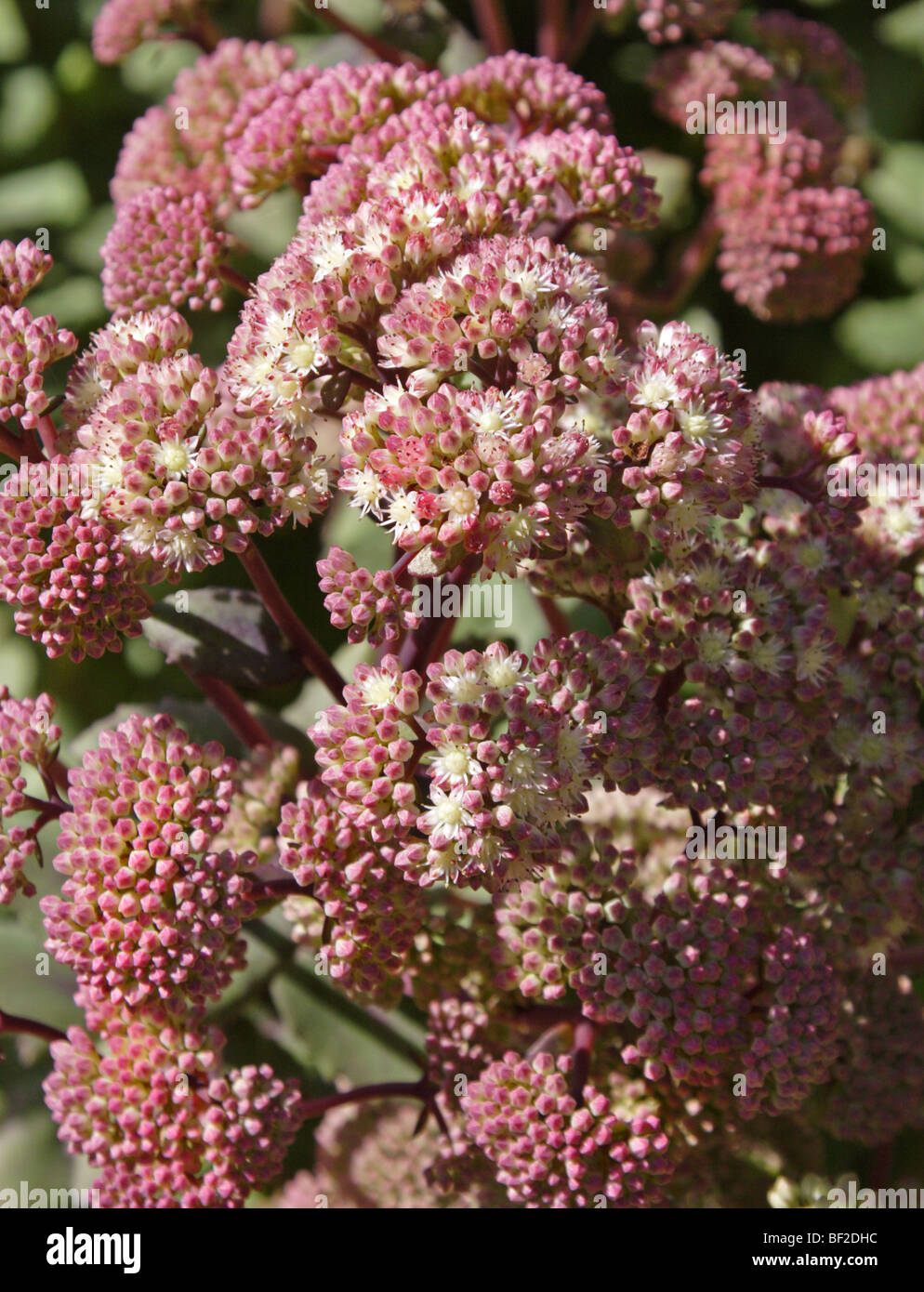 Compote de rhubarbe Banque de photographies et d’images à haute ...