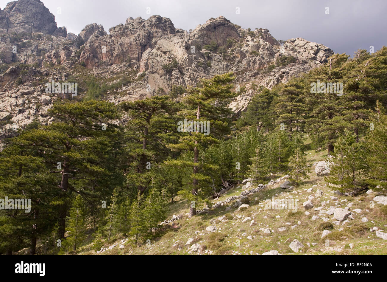 Pin corse pinus nigra ssp laricio Banque de photographies et d’images à ...