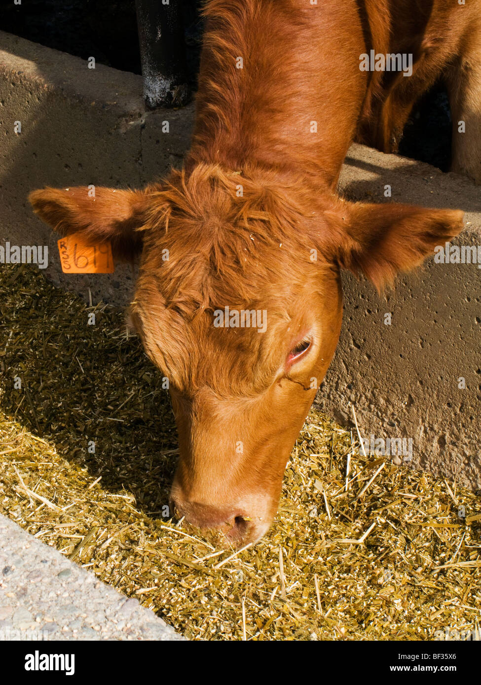 Cattle feedlot canada Banque de photographies et d’images à haute ...