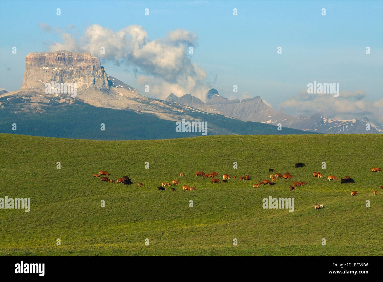 Vache vache ranch ferme de la prairie Banque de photographies et d ...