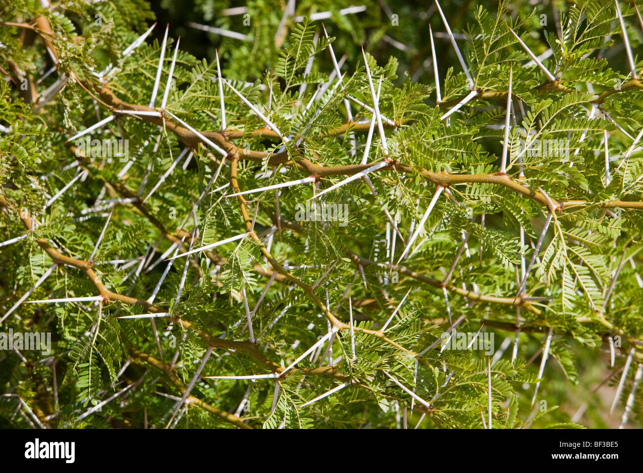 Un arbre épineux à Teos, Turquie Photo Stock - Alamy