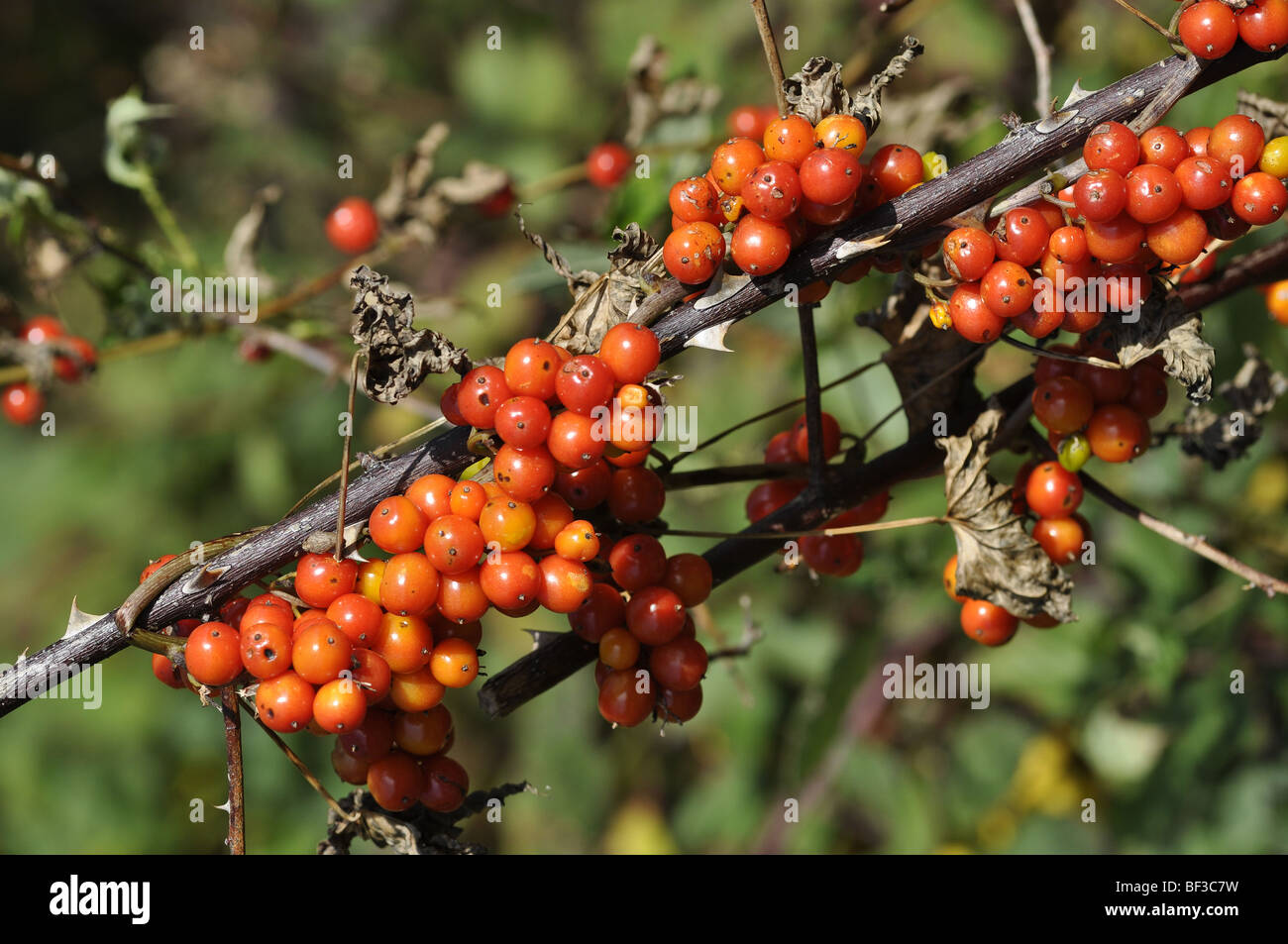 Black bryony berries Banque de photographies et d’images à haute ...