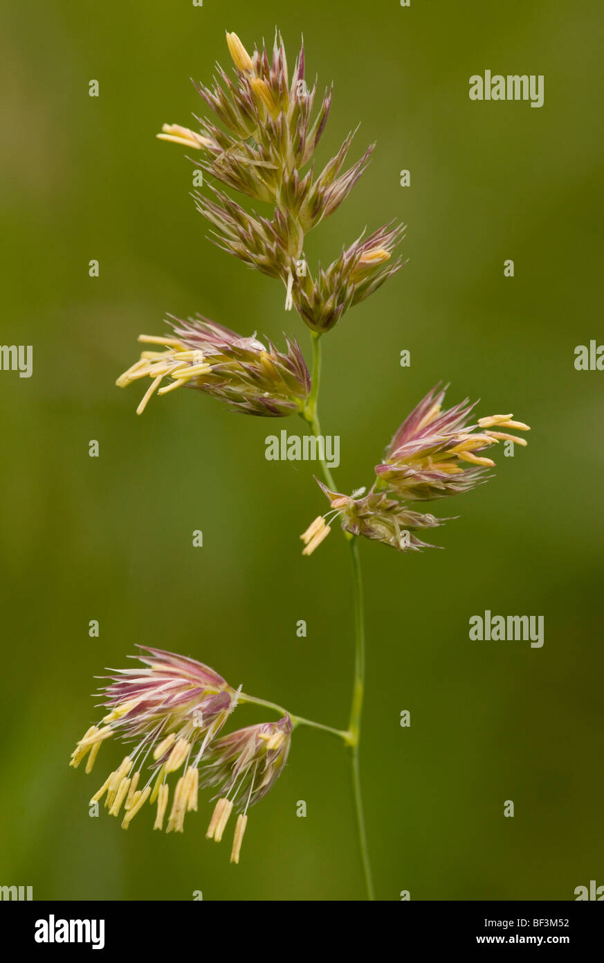 Dactylis glomerata Banque de photographies et d’images à haute ...
