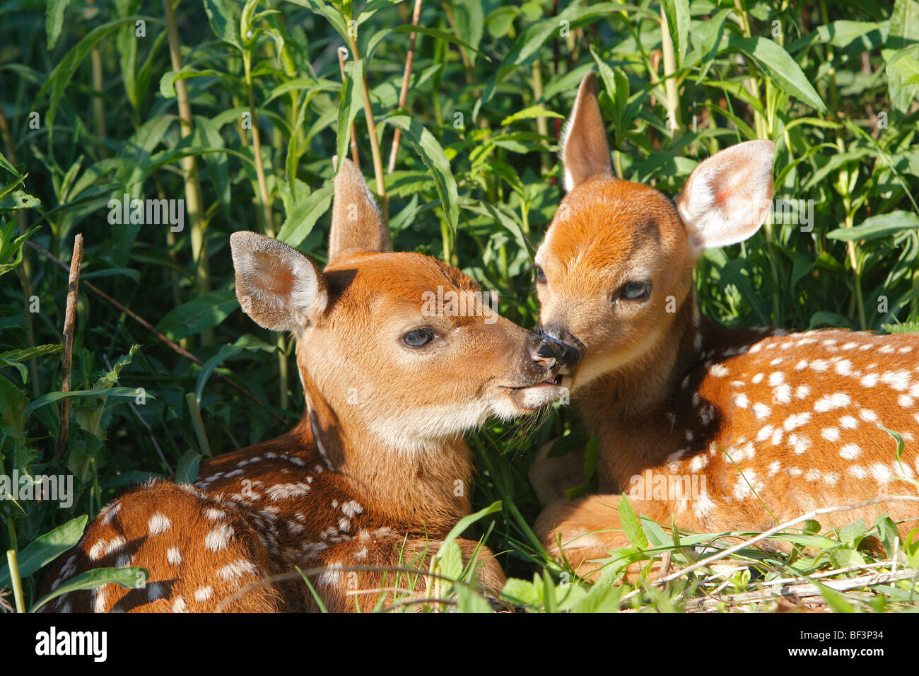 Baiser animal Banque de photographies et d’images à haute résolution ...