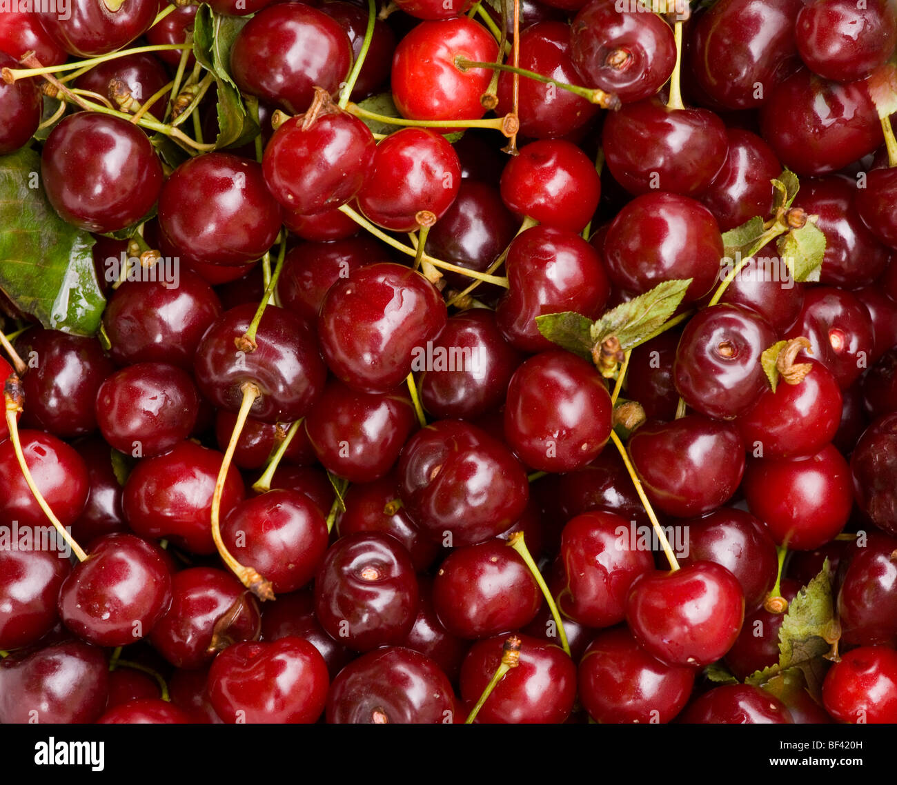 Cerises griottes Banque de photographies et d’images à haute résolution ...