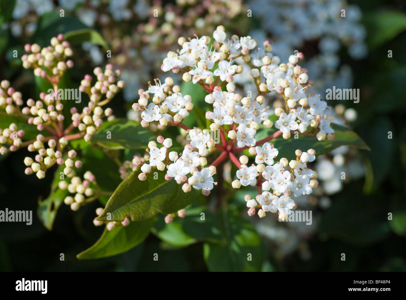 Viburnum Tinus Fleur Banque d'image et photos - Alamy