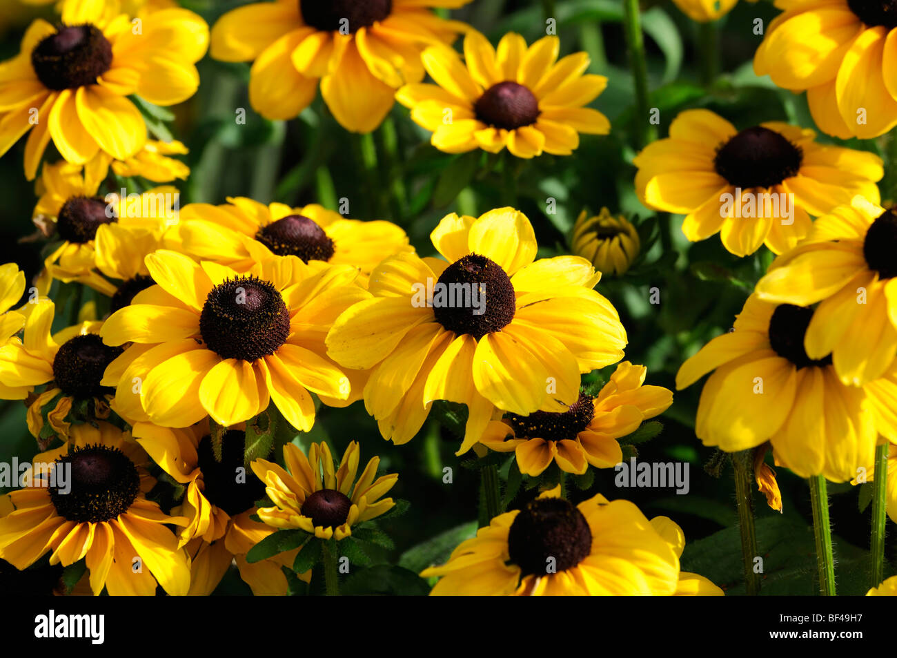 Rudbeckia hirta 'toto' citron black-eyed susan or jaune fleur fleur ...