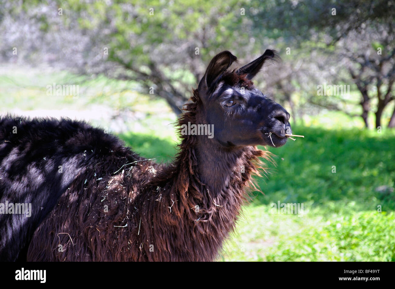 Lama manger Banque de photographies et d’images à haute résolution - Alamy