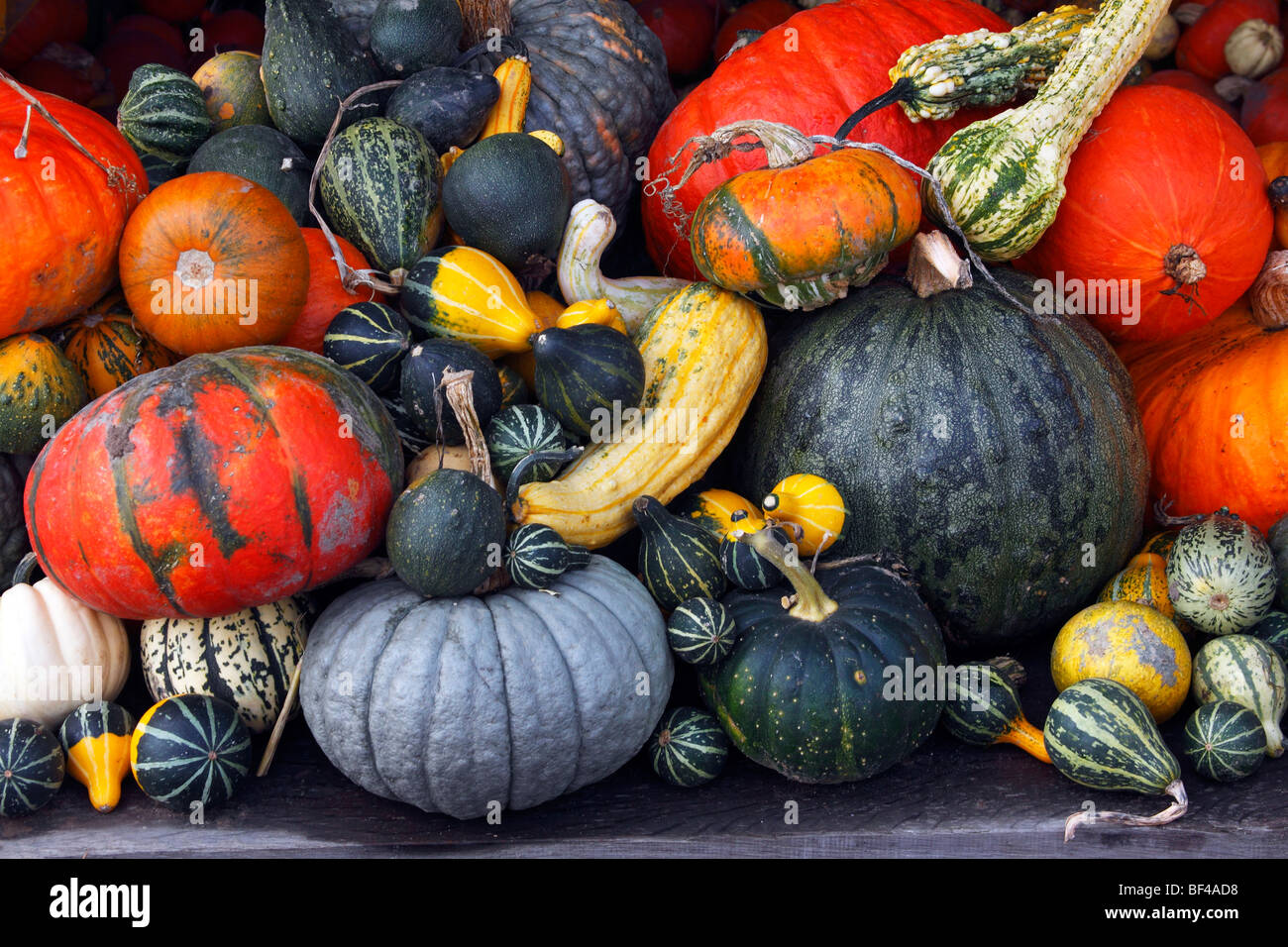 Les cucurbitacées, citrouilles, courges, gourdes (Cucurbita pepo Photo ...