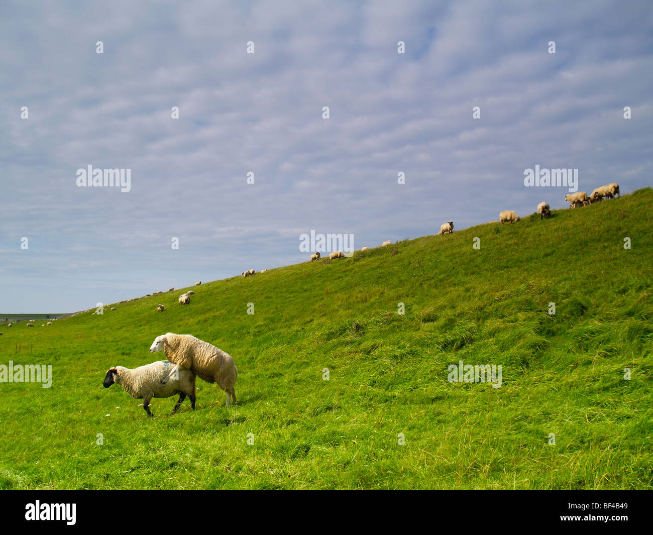 Accouplement des mouton Banque de photographies et d’images à haute ...