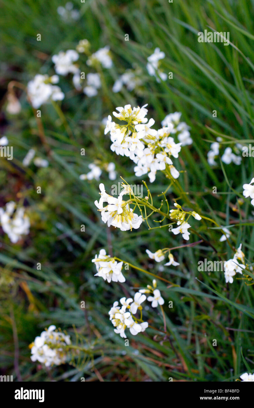 Cardamine sp Banque de photographies et d’images à haute résolution - Alamy