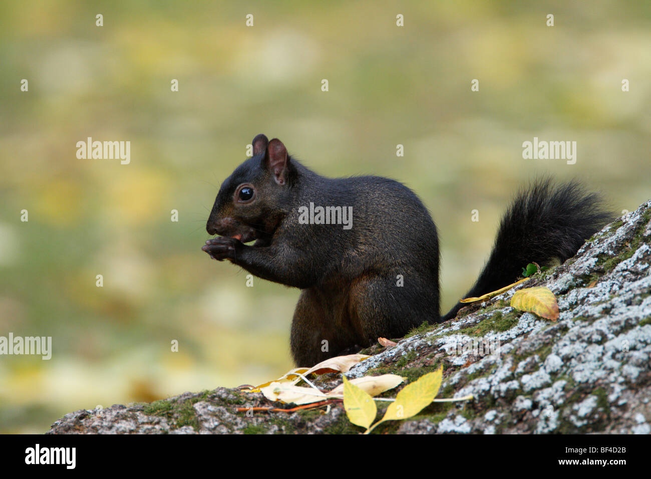 Black squirrel sciurus carolinensis Banque de photographies et d’images ...